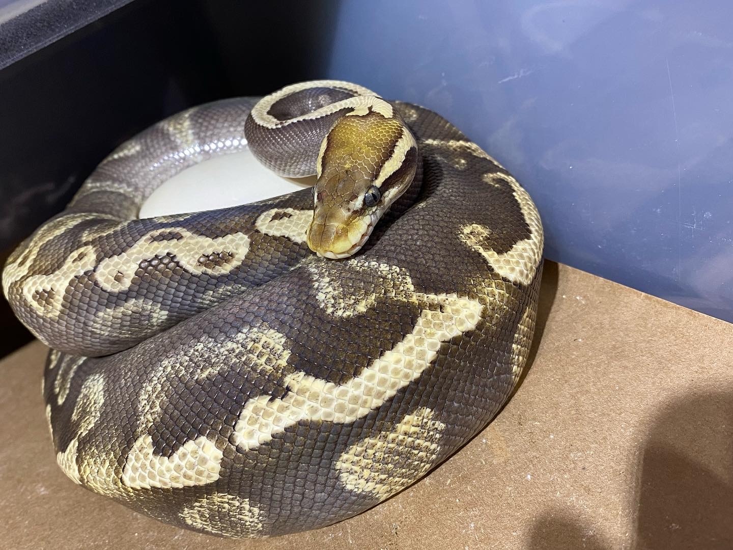 GHI Pastave Het Clown 2018 F Ball Python by HJ Reptiles LLC - MorphMarket