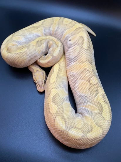Male GHI Pastel Butter Enchi Hypo Ball Python by HJ Reptiles LLC
