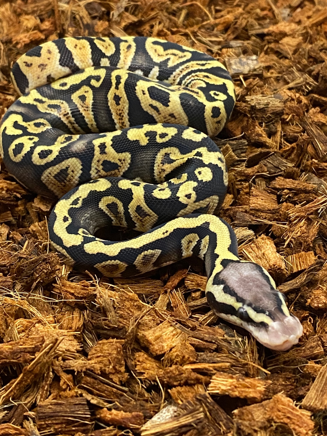 Female Pastel GHI Het Hypo Ball Python by HJ Reptiles LLC - MorphMarket