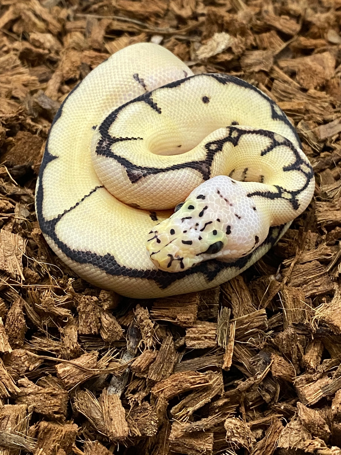 Male Bumblebee Clown Het Hypo Ball Python by HJ Reptiles LLC - MorphMarket