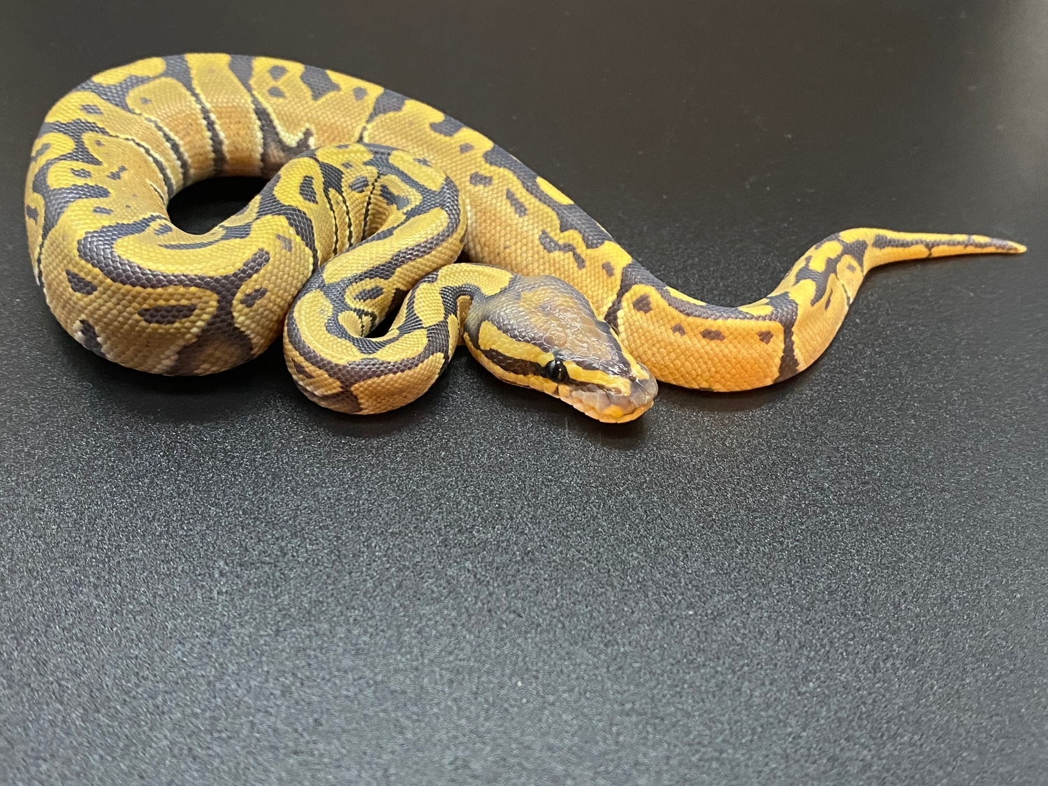 Male Hypo Het Clown Ball Python by HJ Reptiles LLC - MorphMarket