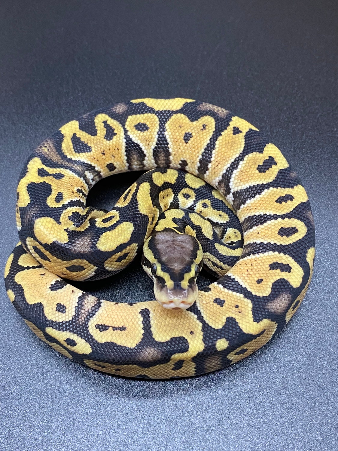 Male Super Pastel 66%DH Hypo Clown Ball Python by HJ Reptiles LLC ...