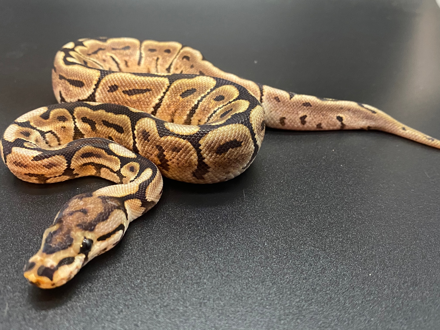 Black Pastel Spider 66% Double Het Hypo Clown Ball Python by HJ ...