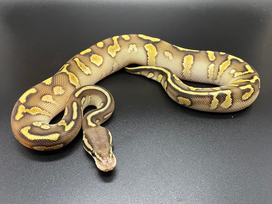 Female Pastel Lesser Raven YB Ball Python by HJ Reptiles LLC
