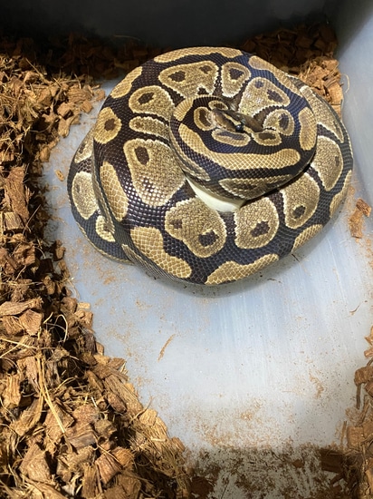 Proven Female Normal Ball Python by HJ Reptiles LLC