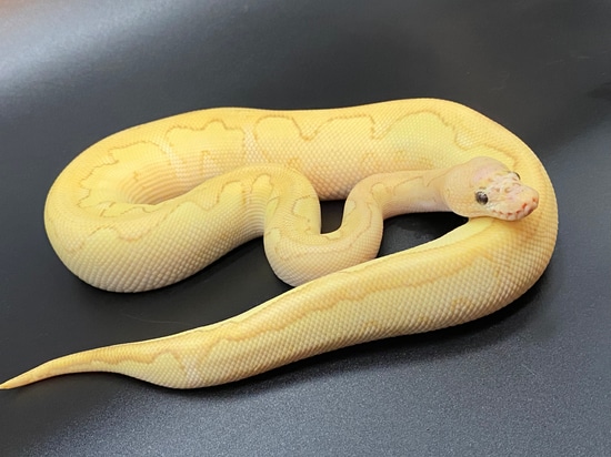 Male Pastel Lesser Blade Clown Ball Python by HJ Reptiles LLC