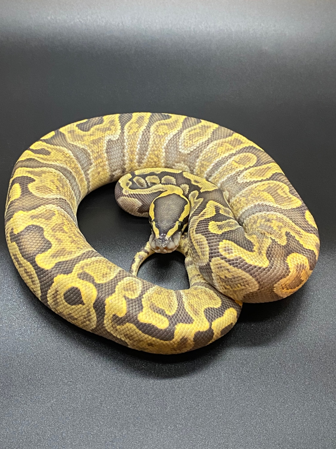GHI Enchi Hypo Ball Python by HJ Reptiles LLC - MorphMarket