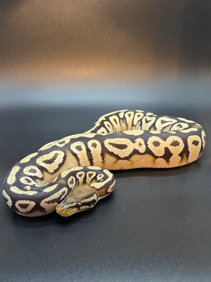 Spotnose Mojave OD Vanilla Ball Python by HJ Reptiles LLC