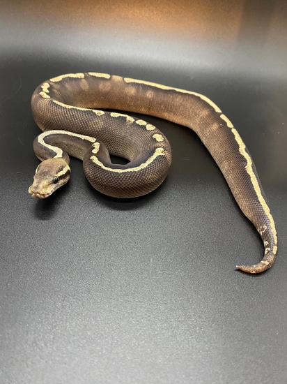 GHI Pastave YB Raven Ball Python by HJ Reptiles LLC