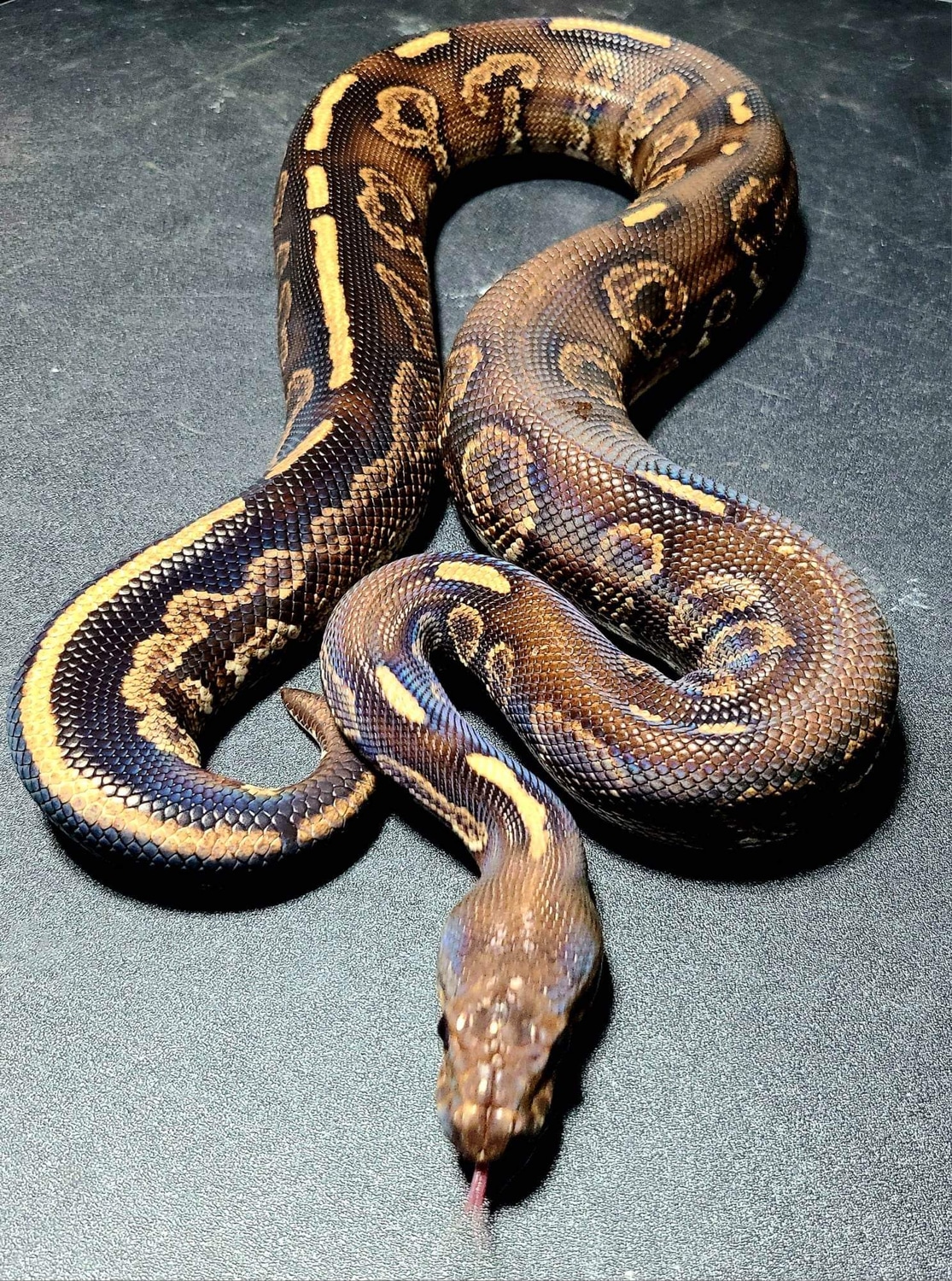 Chocolate Cinnamon Proven Breeder Ball Python by HJ Reptiles LLC ...