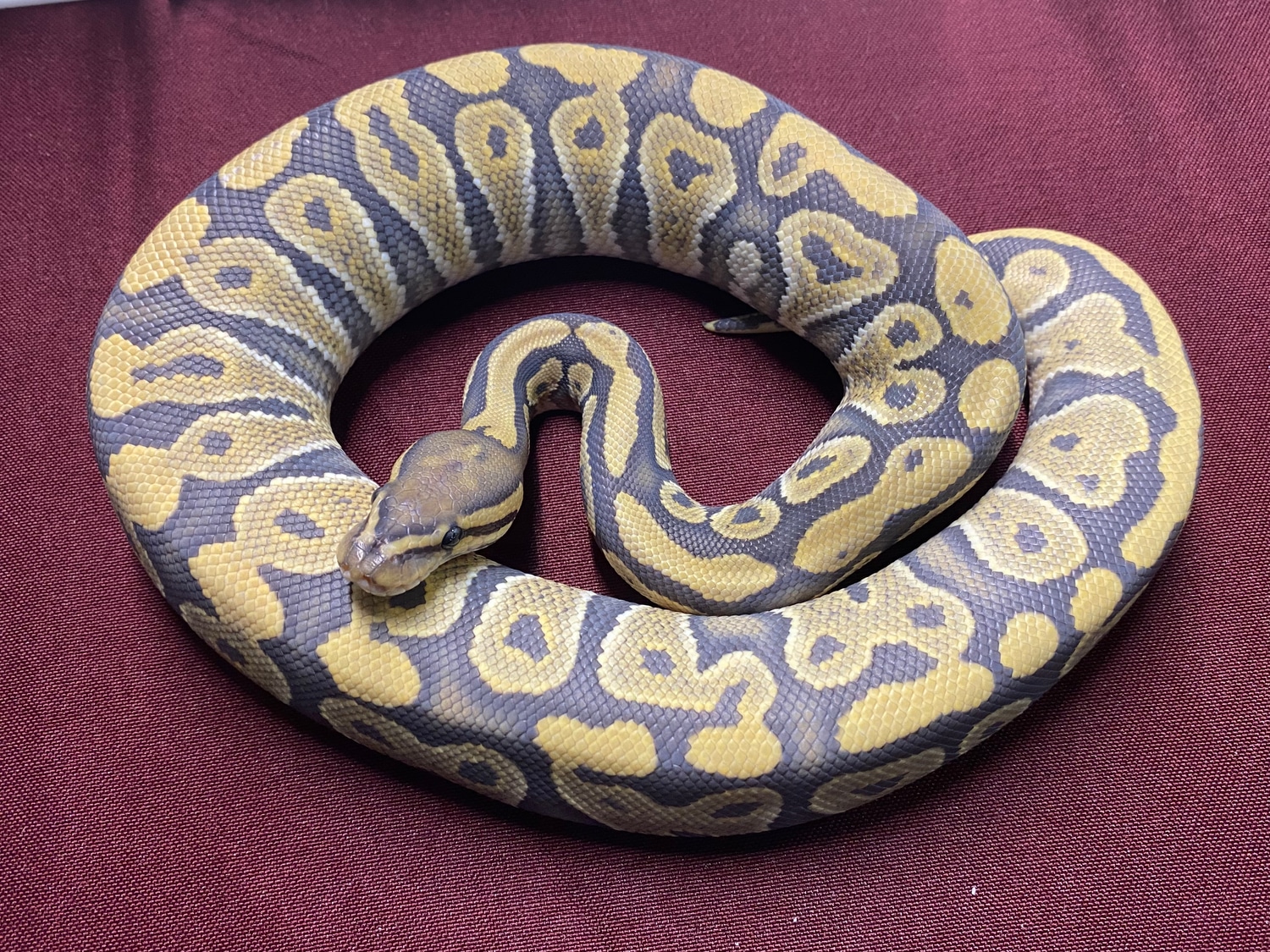 Black Pastel Hypo 66% Het Clown Ball Python by HJ Reptiles LLC ...