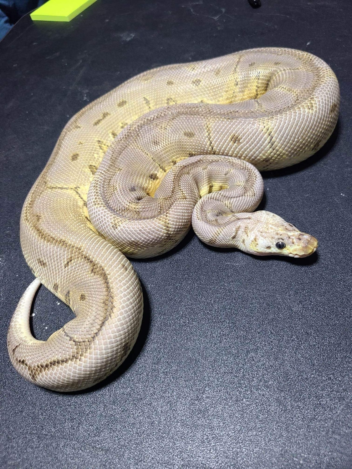 Pewterbee Clown 50% Het Hypo Ball Python by HJ Reptiles LLC - MorphMarket