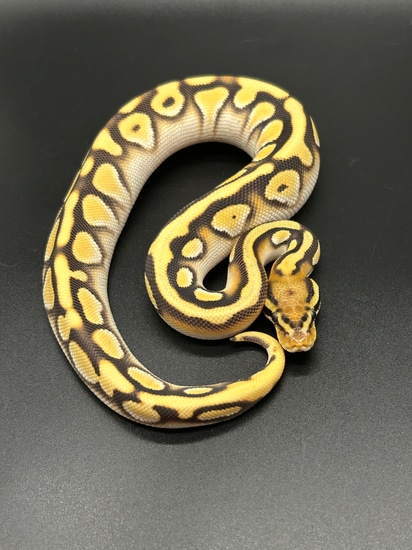 Super OD Spotnose Mojave Het Clown Ball Python by HJ Reptiles LLC