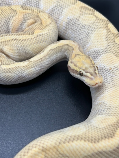 GHI Pastel Butter Enchi Hypo Ball Python by HJ Reptiles LLC