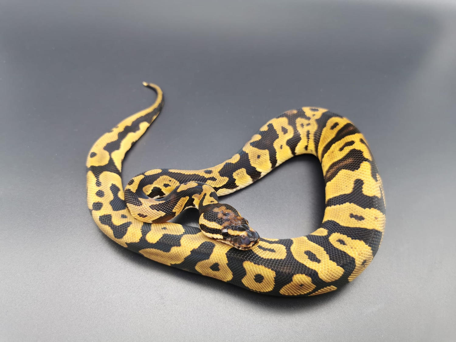 Orange Dream Confusion Het Ghost Ball Python by KT Breeding ...