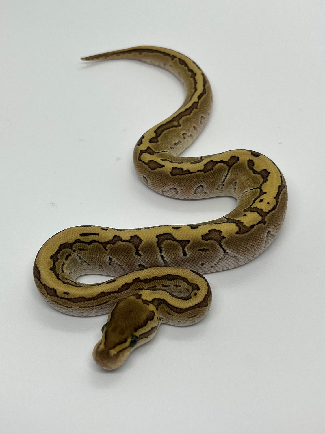 Kingpin Ball Python by Reef Parker Reptiles - MorphMarket