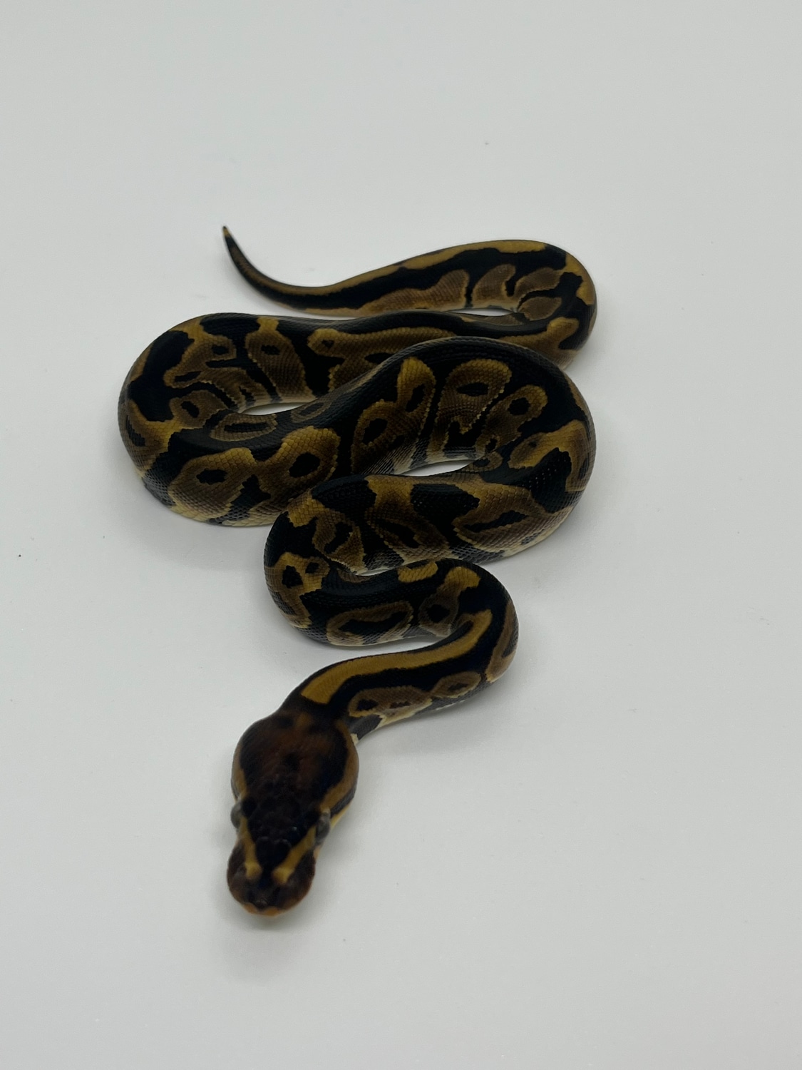 Leopard Ball Python by Reef Parker Reptiles - MorphMarket