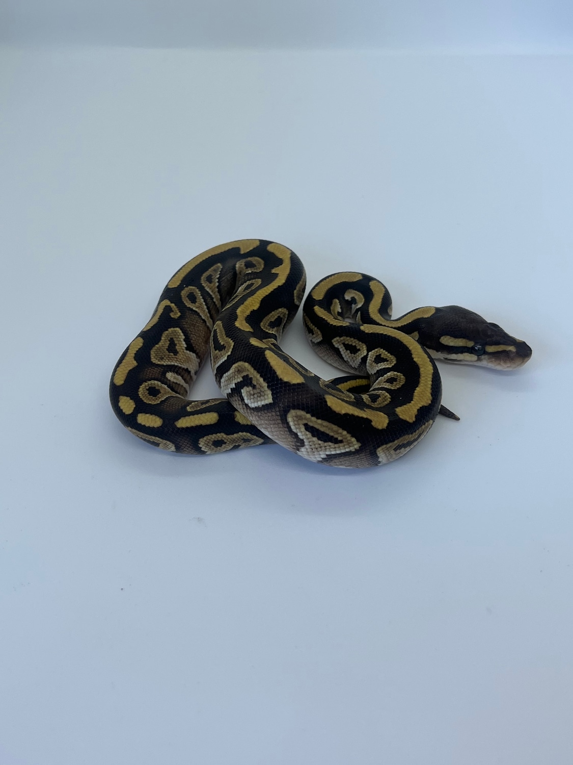 Mojave Ball Python by Reef Parker Reptiles - MorphMarket