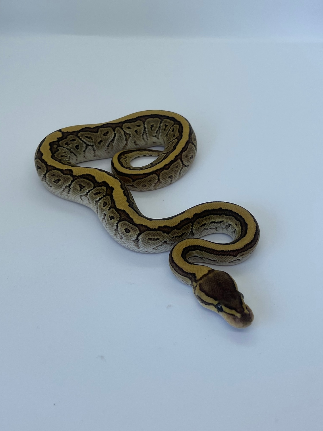 Mojave Pinstripe Ball Python by Reef Parker Reptiles - MorphMarket