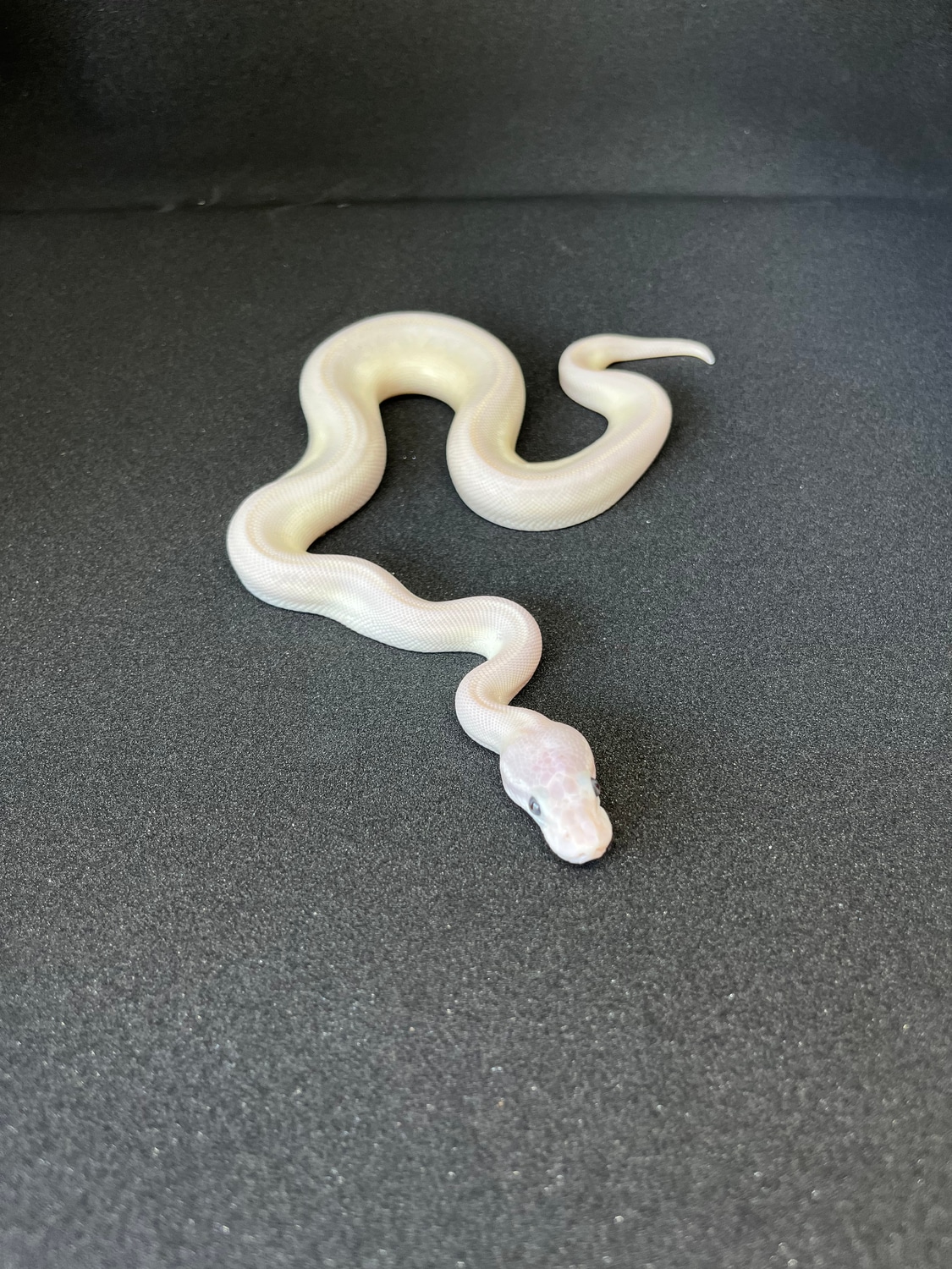 BEL Mojave Lesser Ball Python by Reef Parker Reptiles - MorphMarket