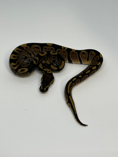 Normal 100% Het Pied Ball Python by Reef Parker Reptiles