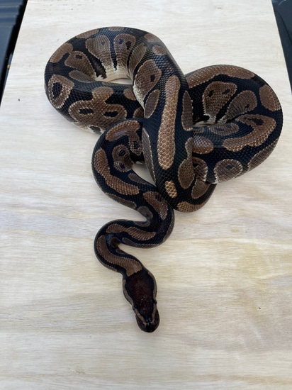 Normal 🔥price Drop🔥 Ball Python by Reef Parker Reptiles