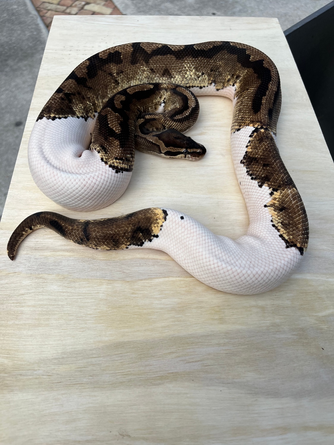 Piebald Ball Python by Reef Parker Reptiles - MorphMarket