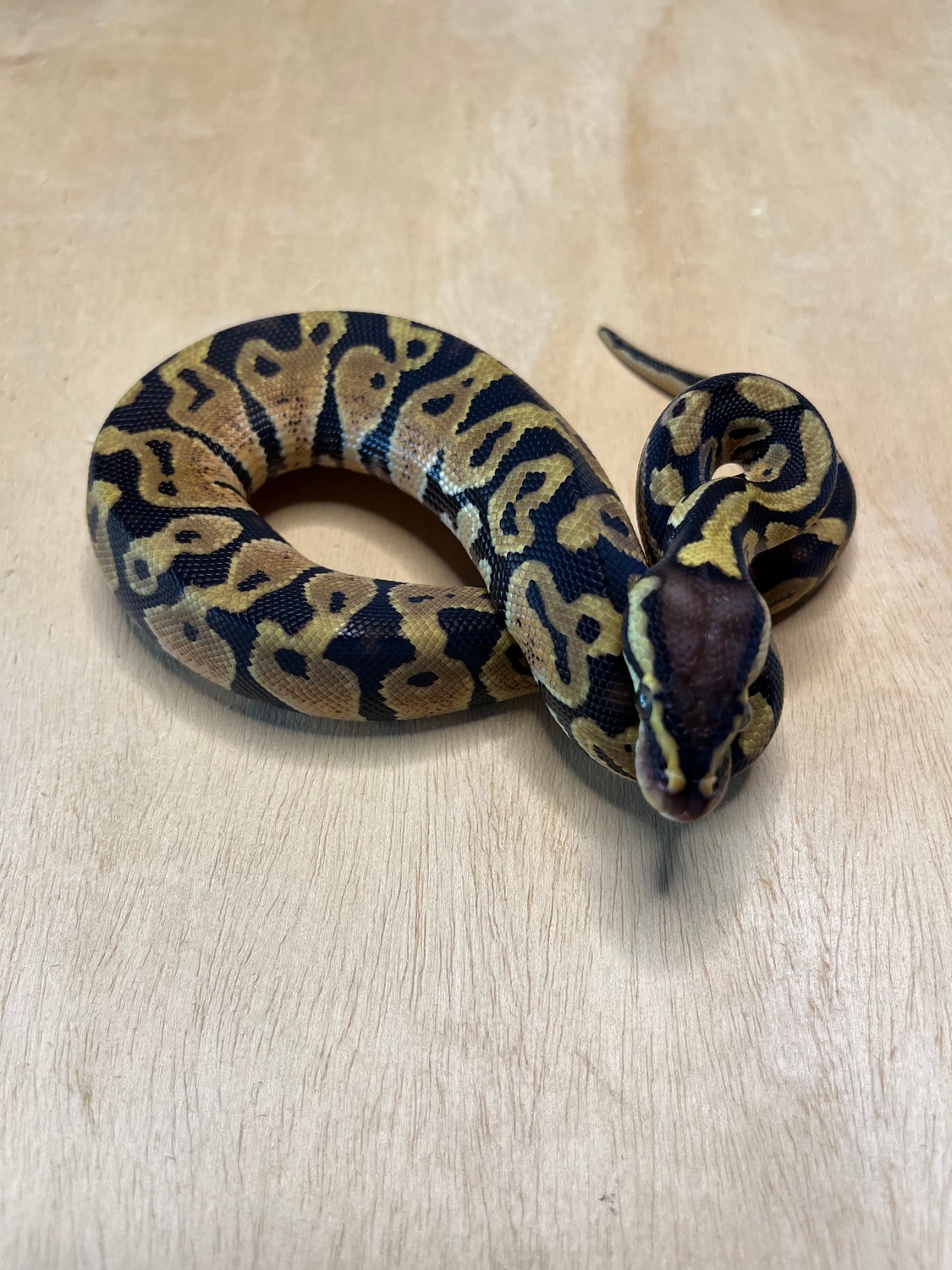 🔥Sale🔥 Pastel Ball Python by Reef Parker Reptiles - MorphMarket