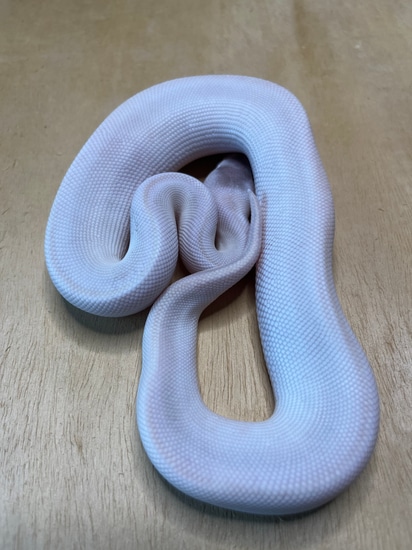 BEL Ball Python by Reef Parker Reptiles