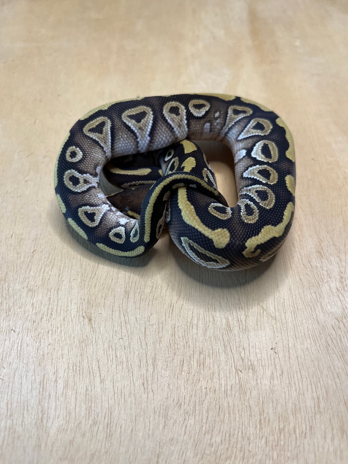 Mojave Ball Python by Reef Parker Reptiles - MorphMarket