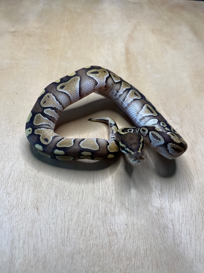Lesser Ball Python by Reef Parker Reptiles