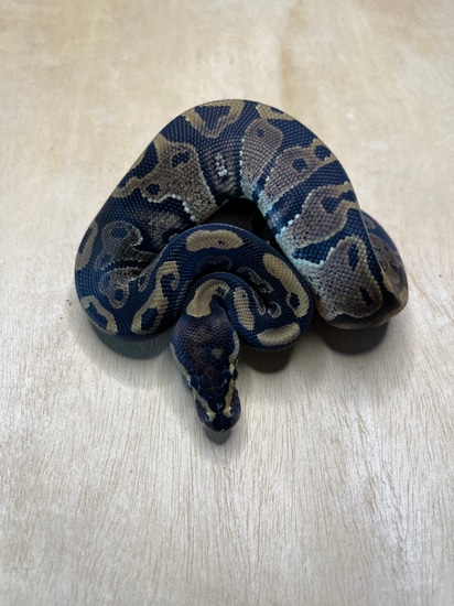Normal 100% Het Pied Ball Python by Reef Parker Reptiles