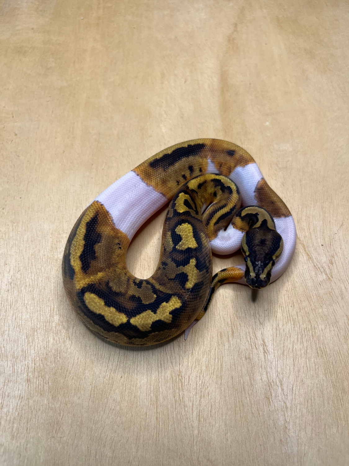 Pied Ball Python by Reef Parker Reptiles - MorphMarket