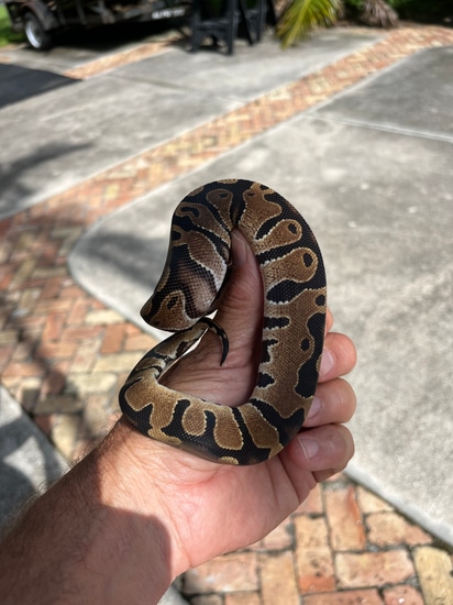 Normal 100% Het Pied Ball Python by Reef Parker Reptiles