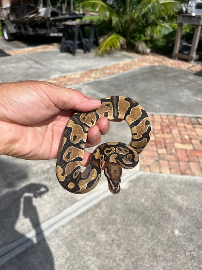 Normal 100% Het Pied Ball Python by Reef Parker Reptiles