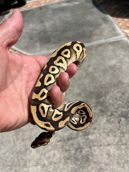 Pastel Mojave Ball Python by Reef Parker Reptiles