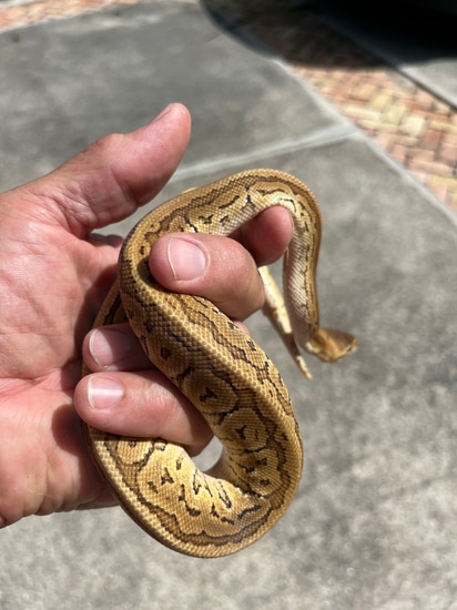 Pastel Mojave Pinstripe Ball Python by Reef Parker Reptiles