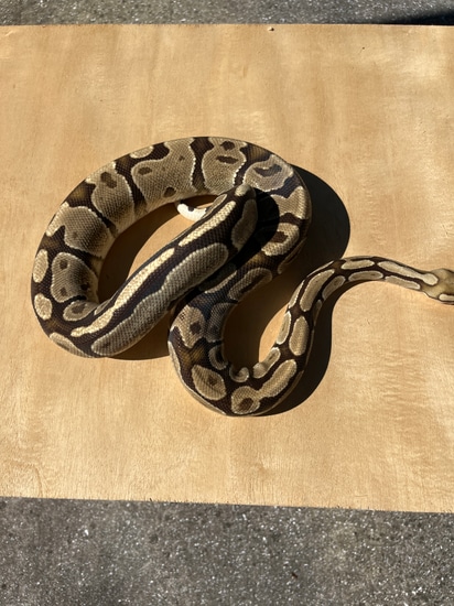 Fire Ball Python by Reef Parker Reptiles