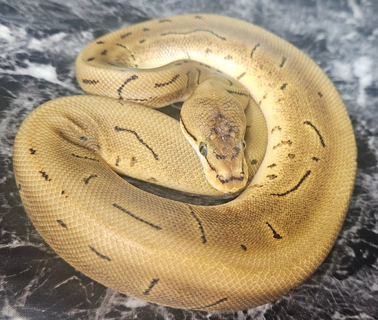 Leopard Spinner Ball Python by Red Dragon Exotics and Art
