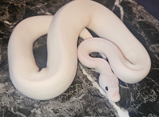 Super Fire Pied Ball Python by Red Dragon Exotics and Art