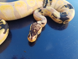 Coral Glow Champ Lesser Ringer Ball Python by Jimenez Reptiles ...