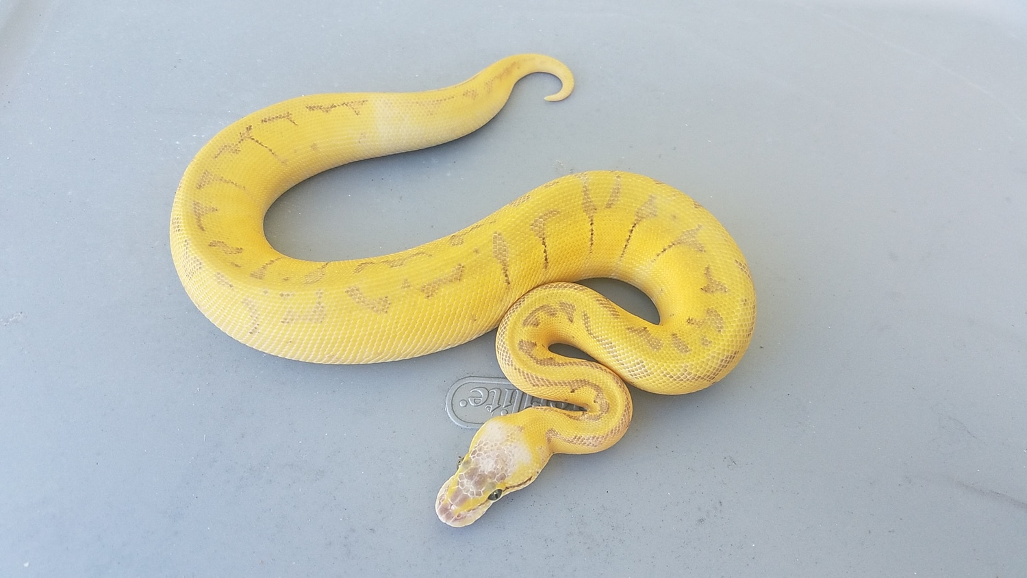 Enchi Super Blast Ball Python by Jimenez Reptiles - MorphMarket