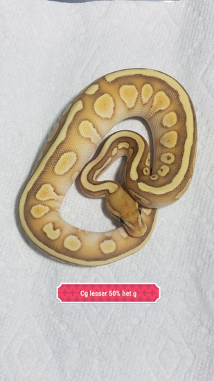 Coral Glow Lesser 50% Het G-stripe Ball Python by Jimenez Reptiles