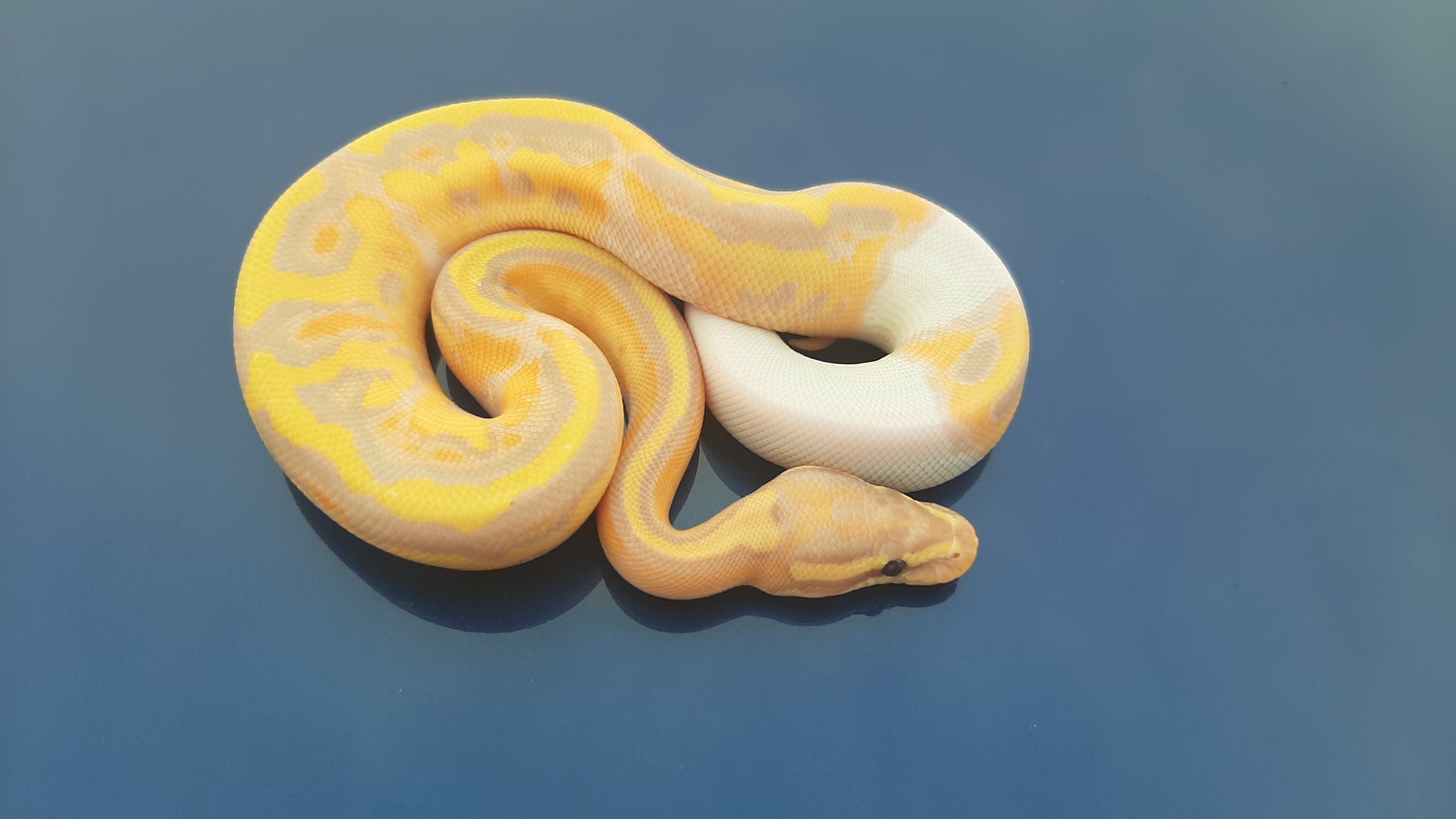 Coral Glow Pied Ball Python by Jimenez Reptiles - MorphMarket