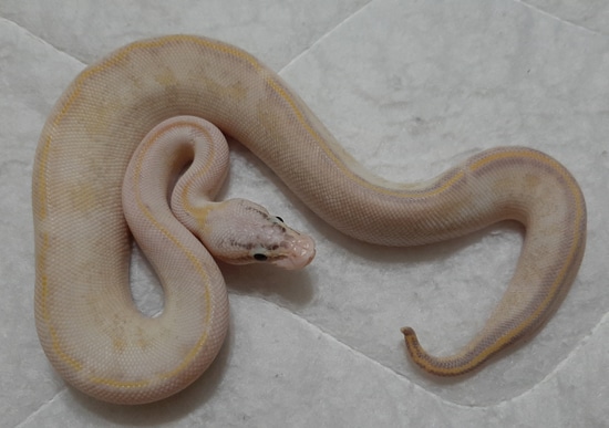 Pastel Puma Ball Python by Jimenez Reptiles