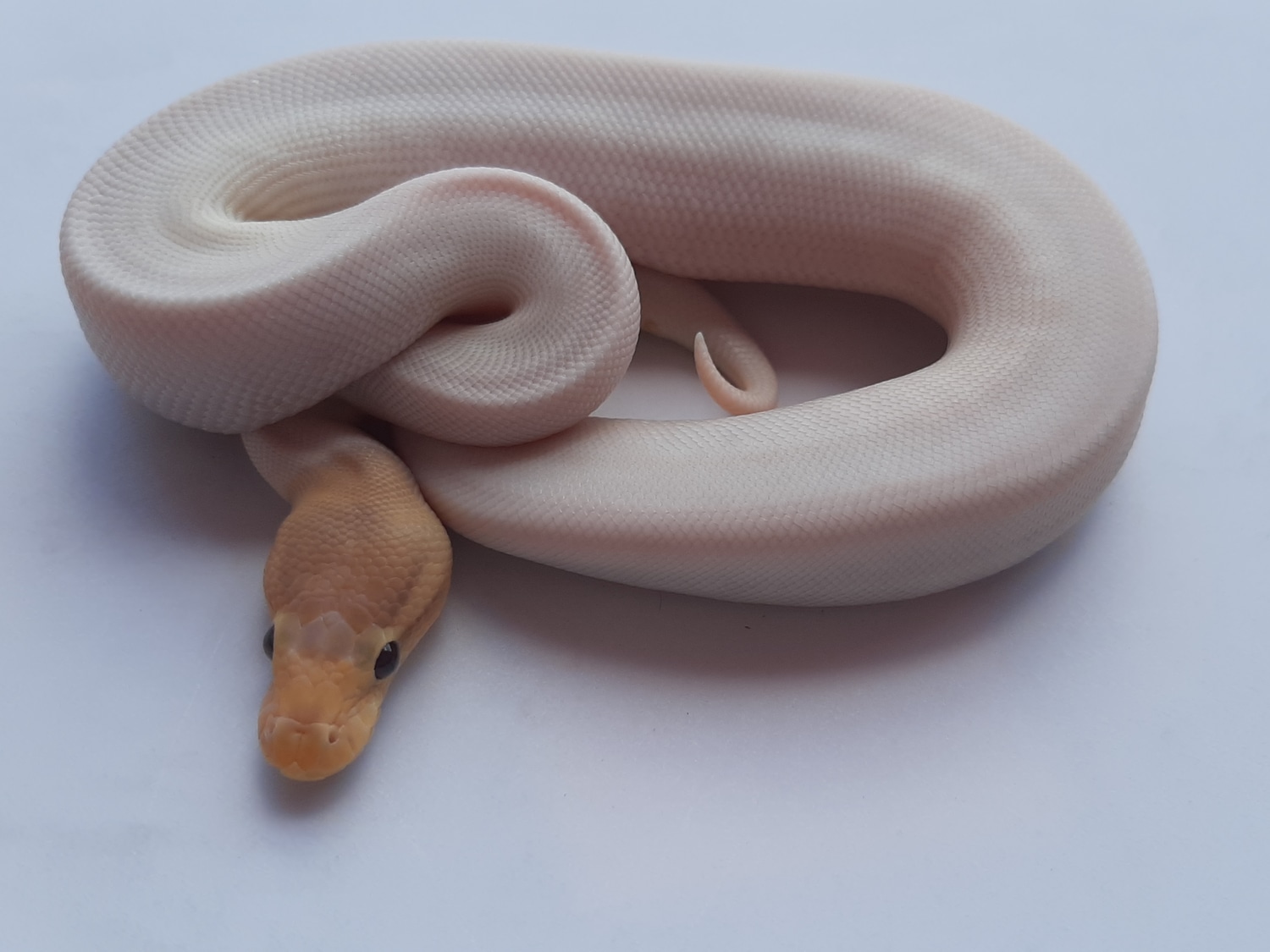 Coral Glow Cinnamon Pied Ball Python by Jimenez Reptiles - MorphMarket