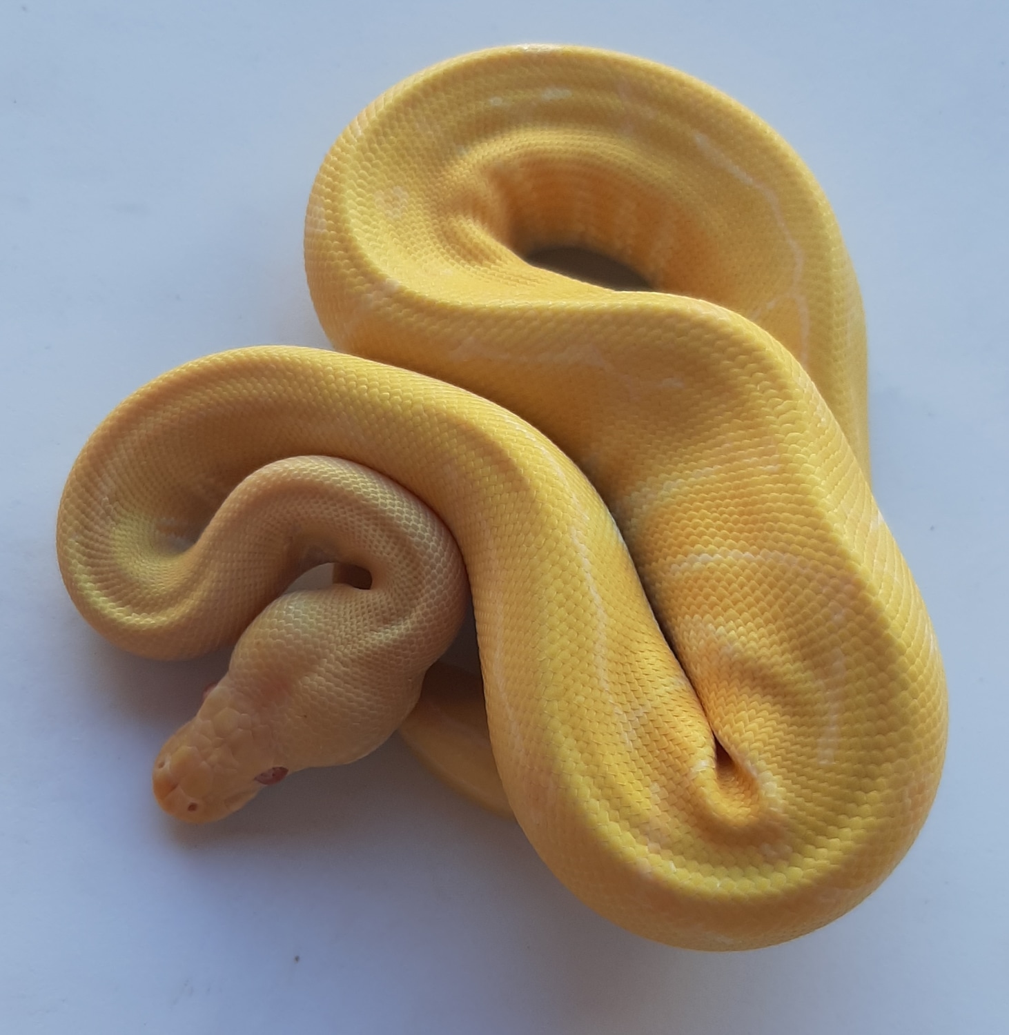 Albino Pinstripe Ball Python by Jimenez Reptiles - MorphMarket