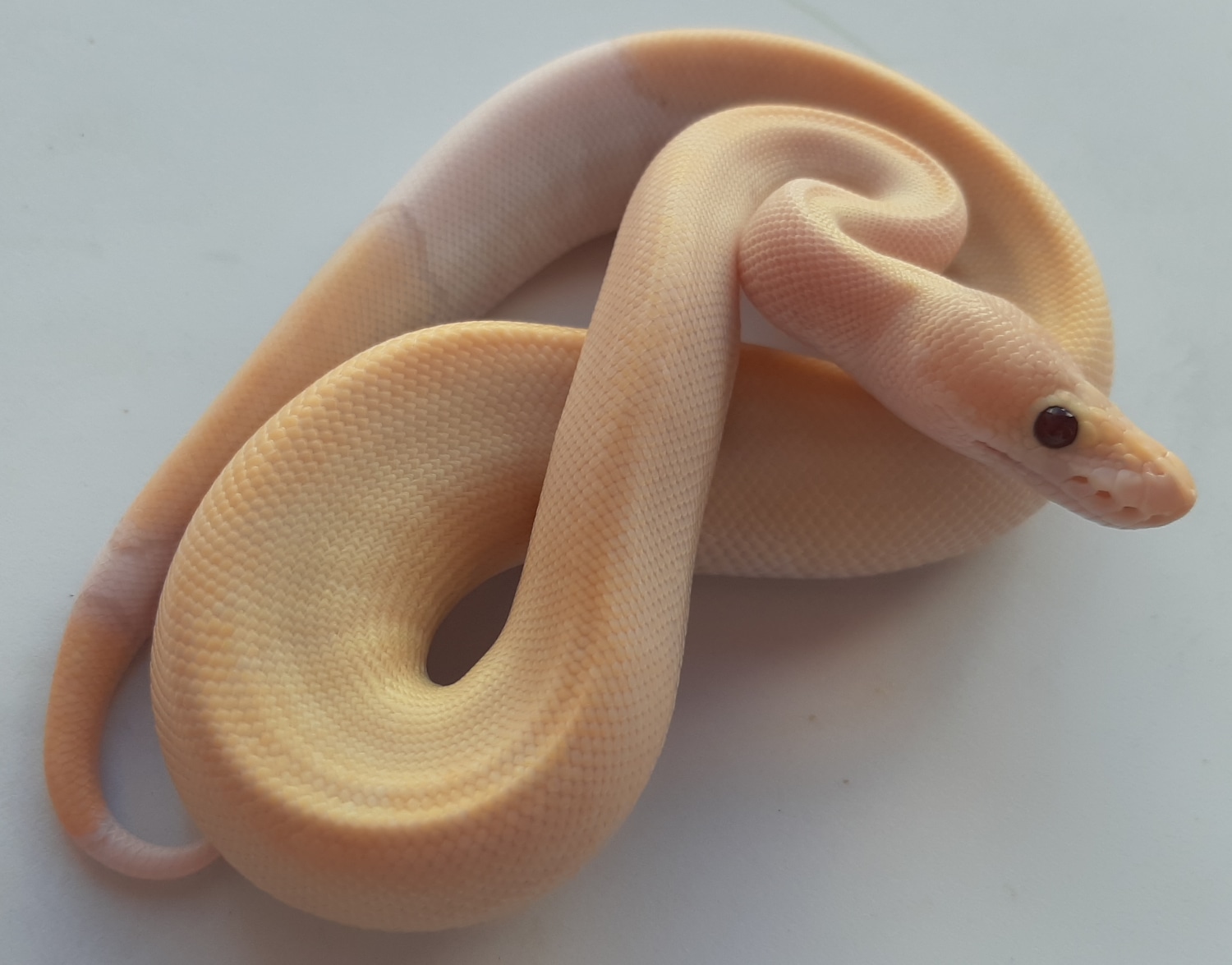Coral Glow Champ Lesser Ringer Ball Python by Jimenez Reptiles ...