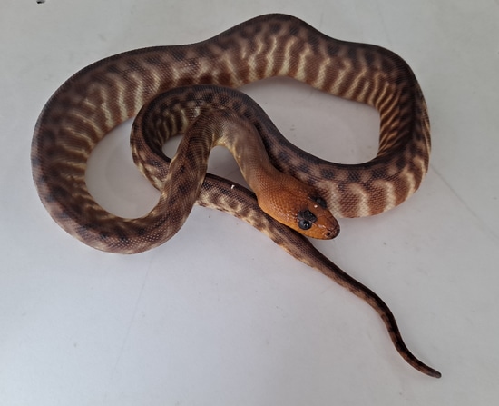 Woma Python by Jimenez Reptiles