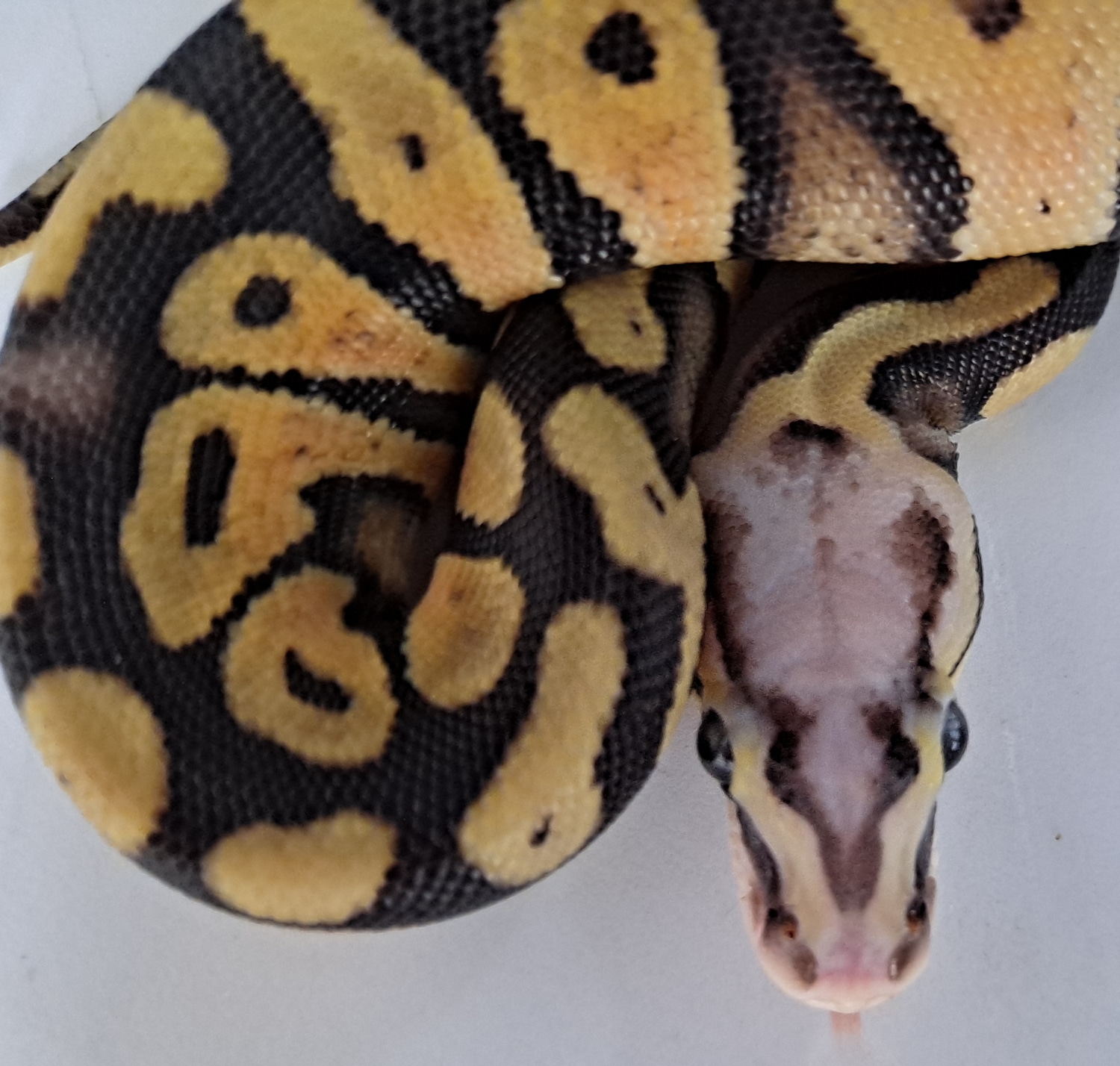Super Pastel Scaleless Head Poss G-stripe Ball Python by Jimenez ...